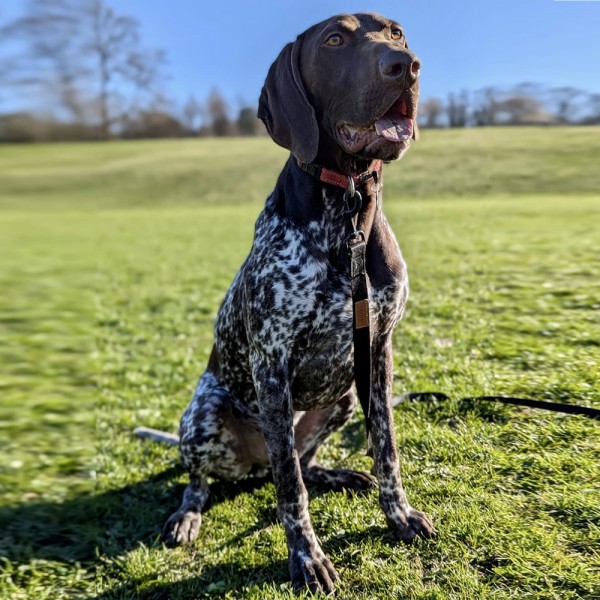 Albie - GSP Rescue UK