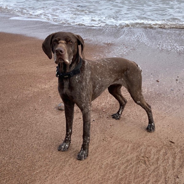Angus - GSP Rescue UK