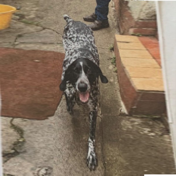 Cody & Rex - GSP Rescue UK