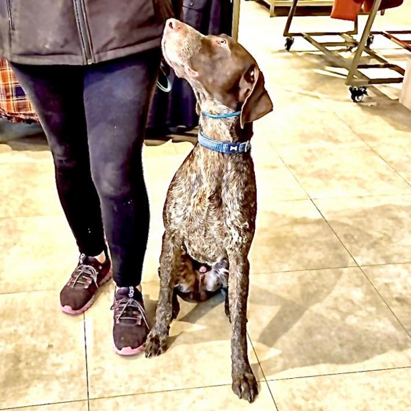Cookie - GSP Rescue UK