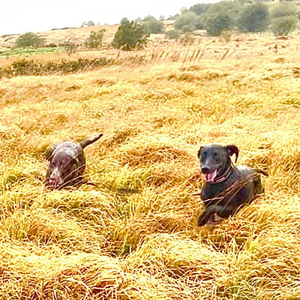 Cookie - GSP Rescue UK
