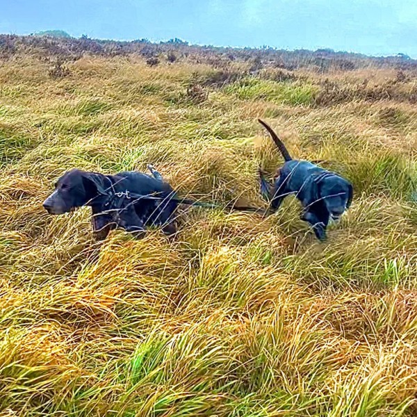 Cookie - GSP Rescue UK