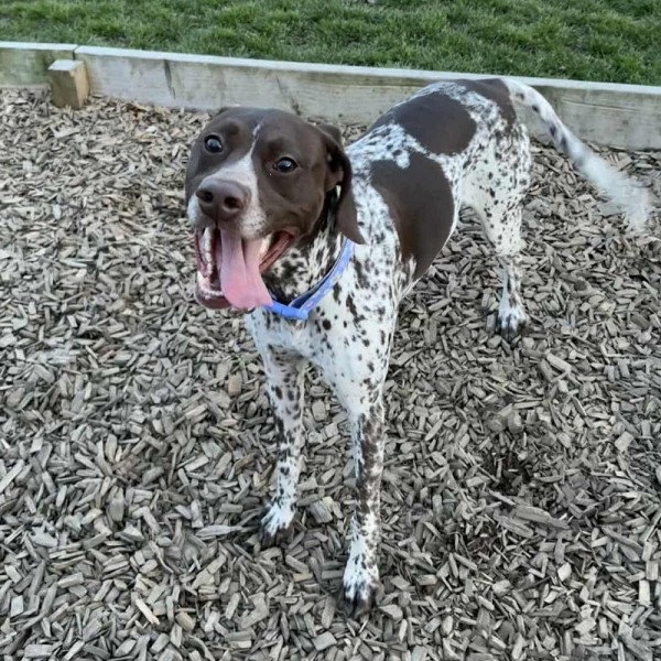 Daisy 3 - GSP Rescue UK