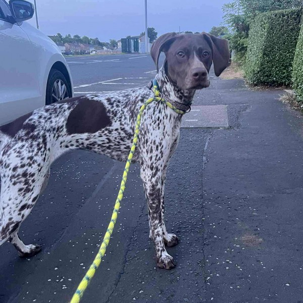 Daisy 3 - GSP Rescue UK