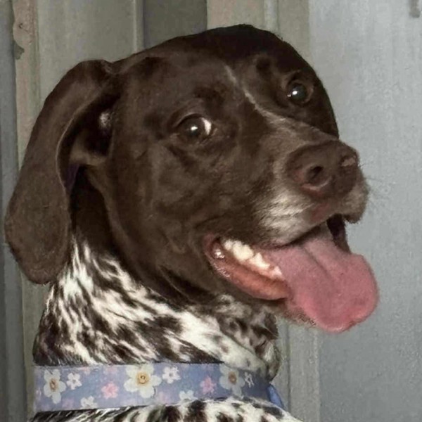 Daisy 3 - GSP Rescue UK