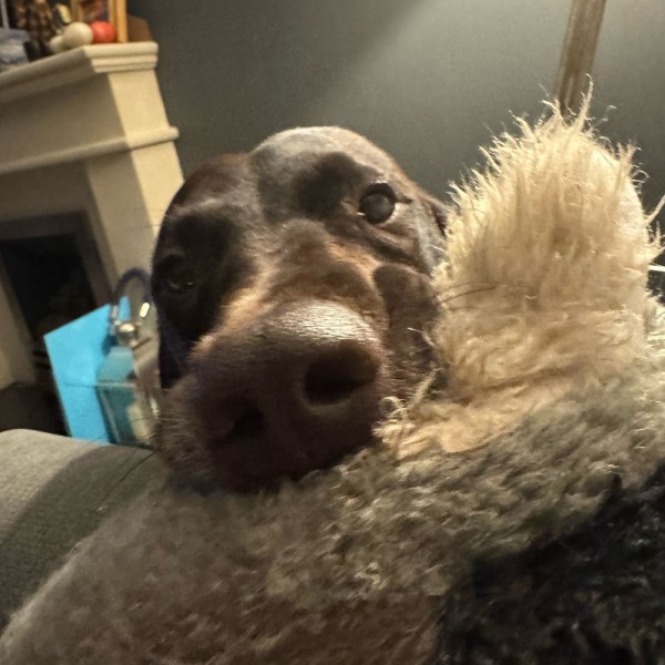 George - GSP Rescue UK