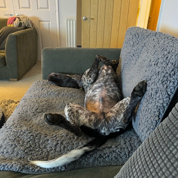 George - GSP Rescue UK