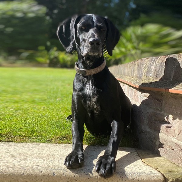 Jet - GSP Rescue UK
