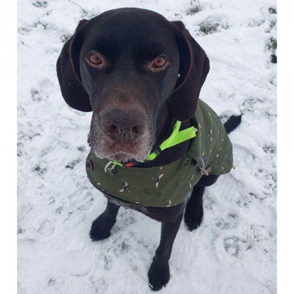 Max (3) - GSP Rescue UK